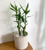 Bambu da Sorte: como cuidar, significados + de 10 inspirações de mudas