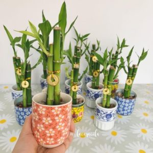 Bambu da Sorte: como cuidar, significados + de 10 inspirações de mudas