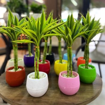 Bambu da Sorte: como cuidar, significados + de 10 inspirações de mudas